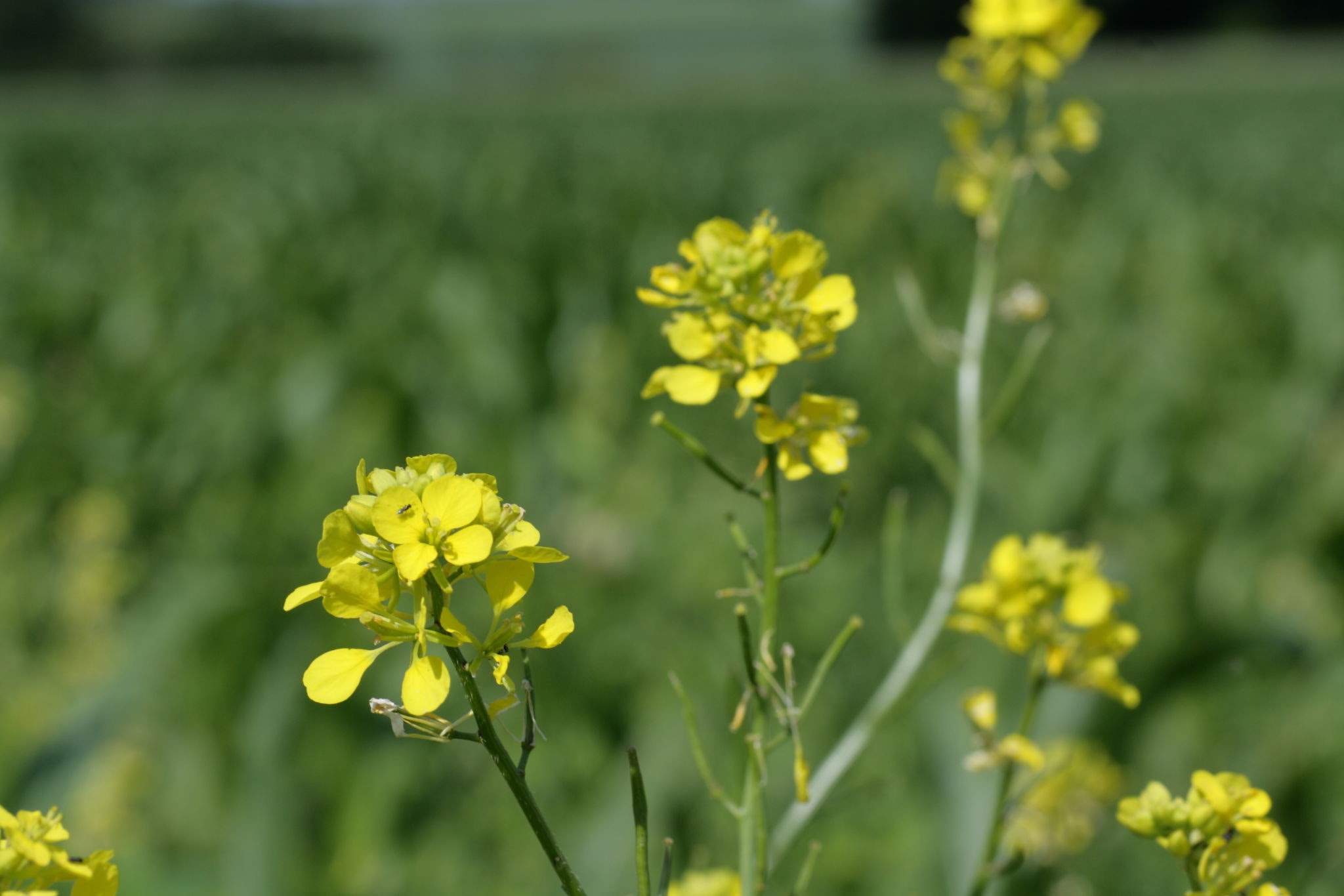 Le colza et son huile